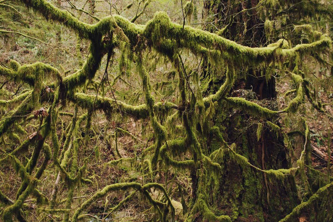 Mossy branches, Forest Park | Smithsonian Photo Contest | Smithsonian ...