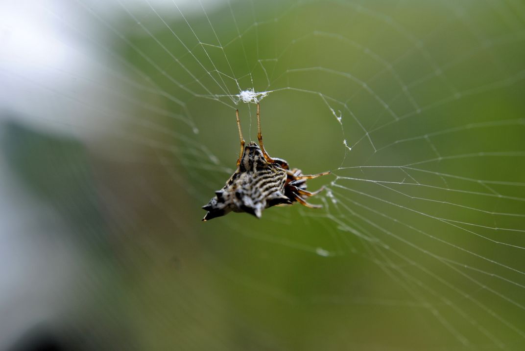 Spider at work | Smithsonian Photo Contest | Smithsonian Magazine