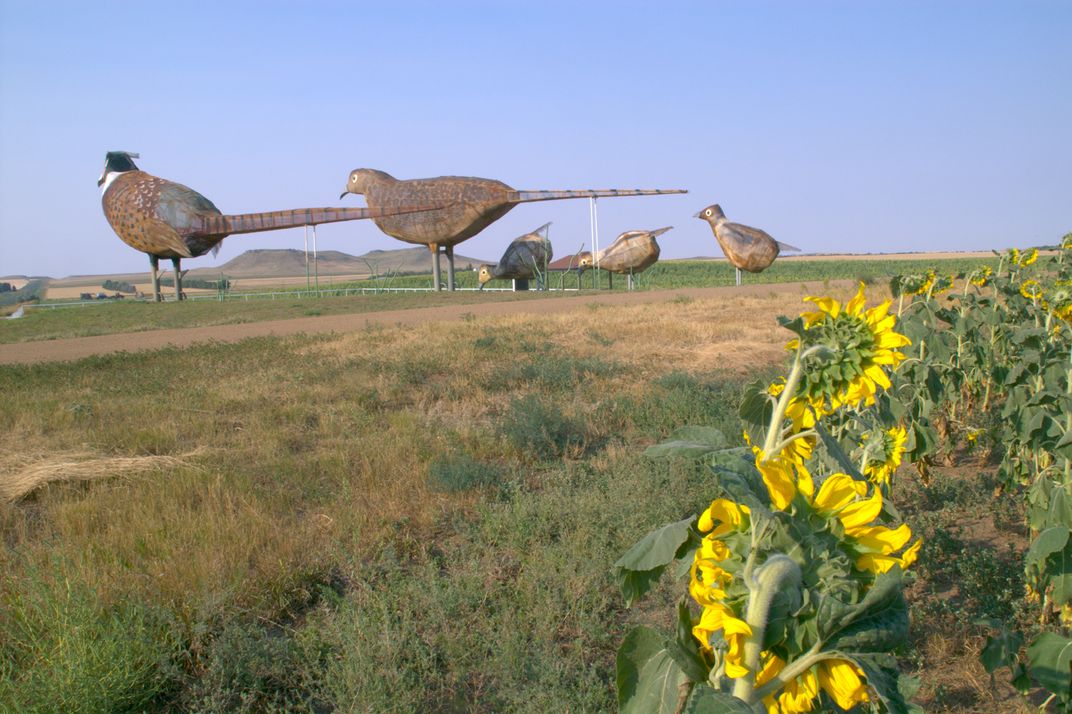 Pheasants on the Prairie set off by sunflowers. | Smithsonian Photo ...