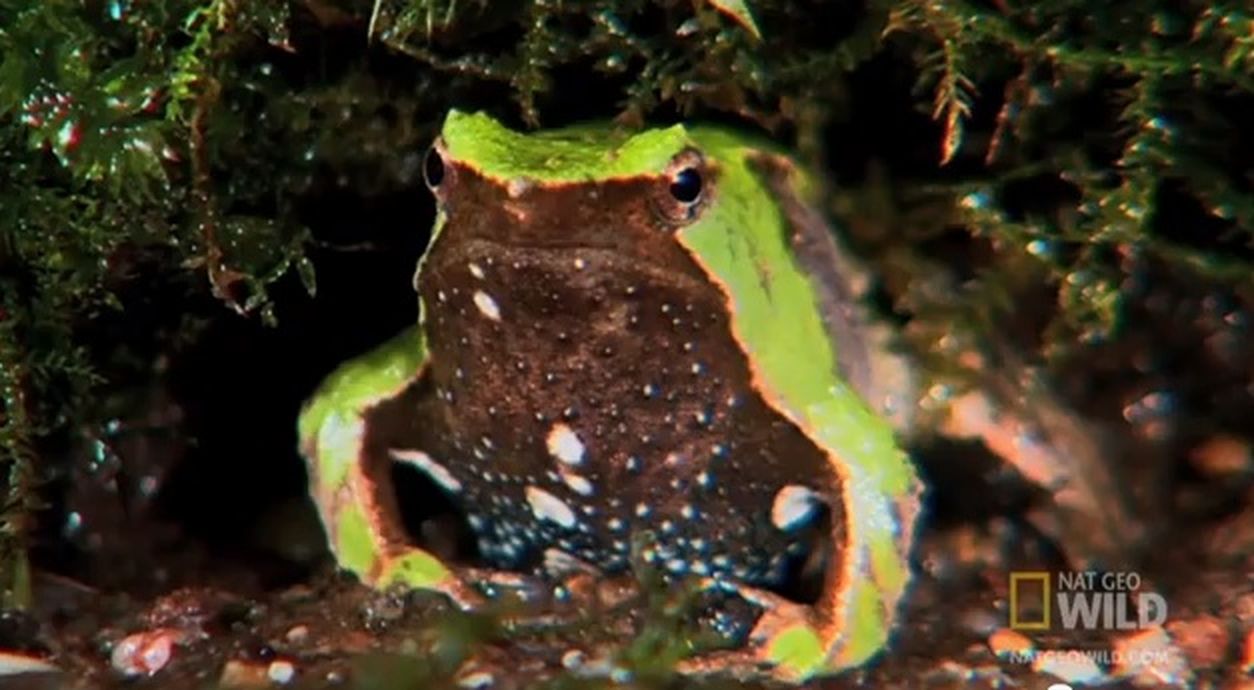 Frog Daddy Raises Babies in Throat, Spits Them Out When Ready