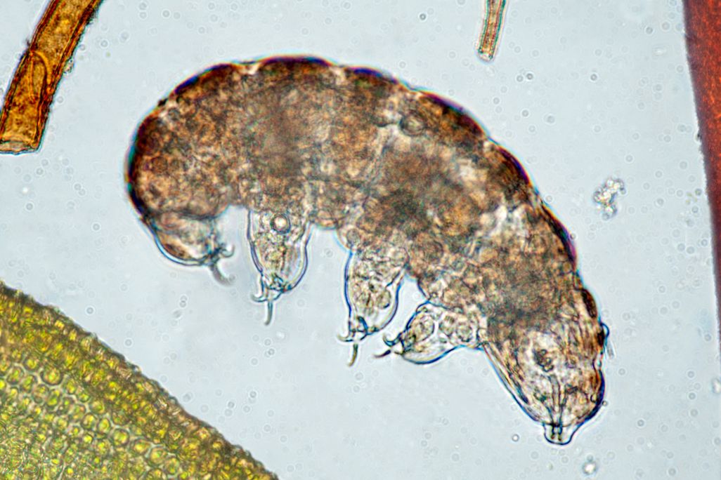 tardigrade light microscope