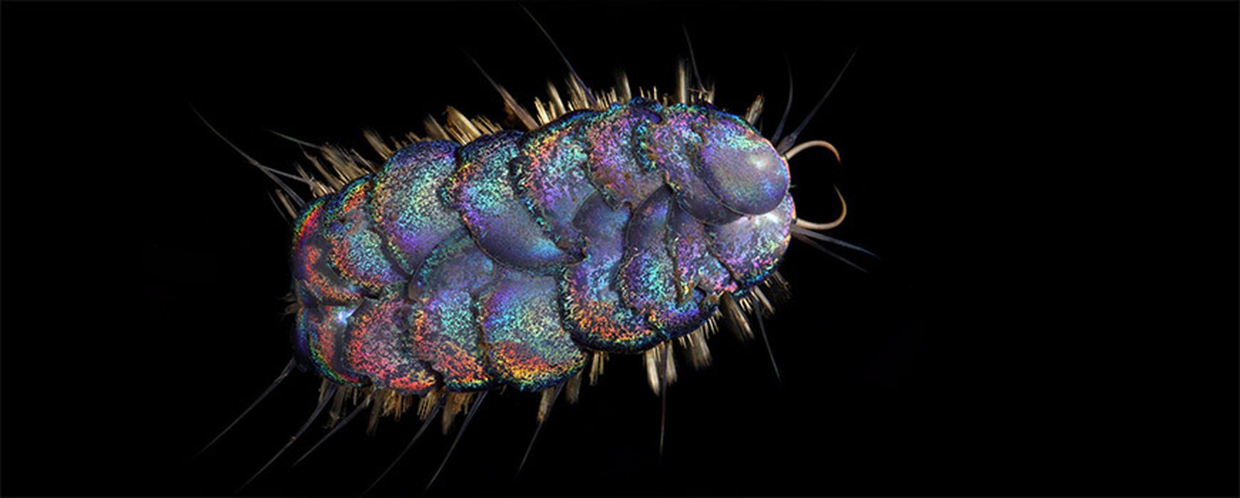 These 'Elvis Worms' Shimmer and Sparkle—and Fight Rough