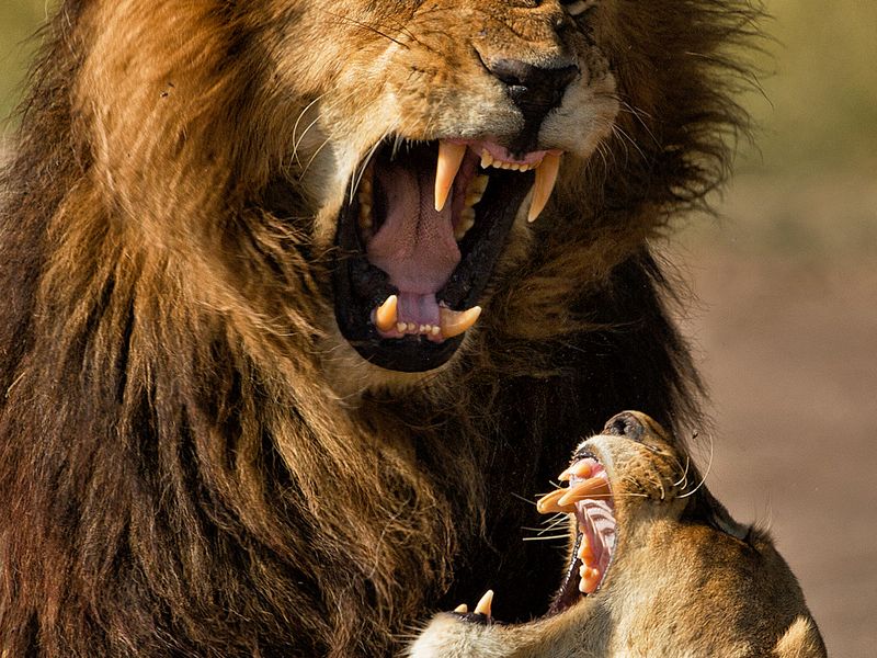 Mating Lions | Smithsonian Photo Contest | Smithsonian Magazine