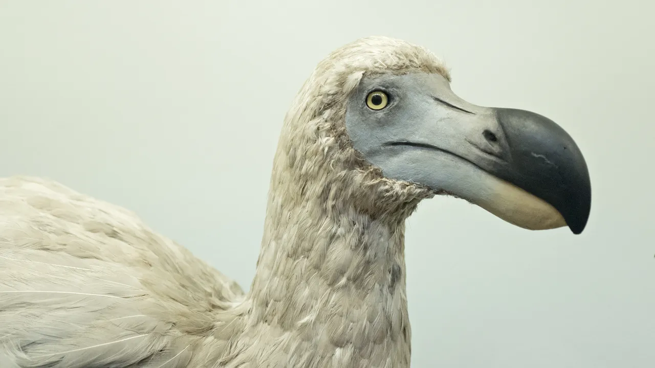 the dodo bird extinct