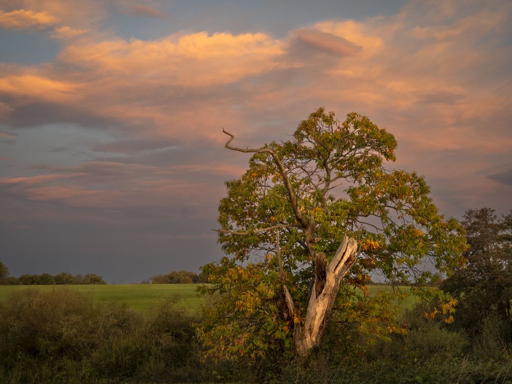 The old chestnut tree | Smithsonian Photo Contest | Smithsonian Magazine
