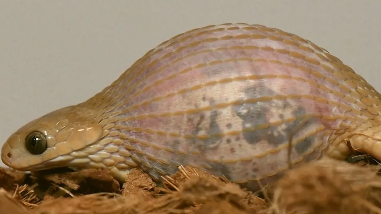 snake eats own baby