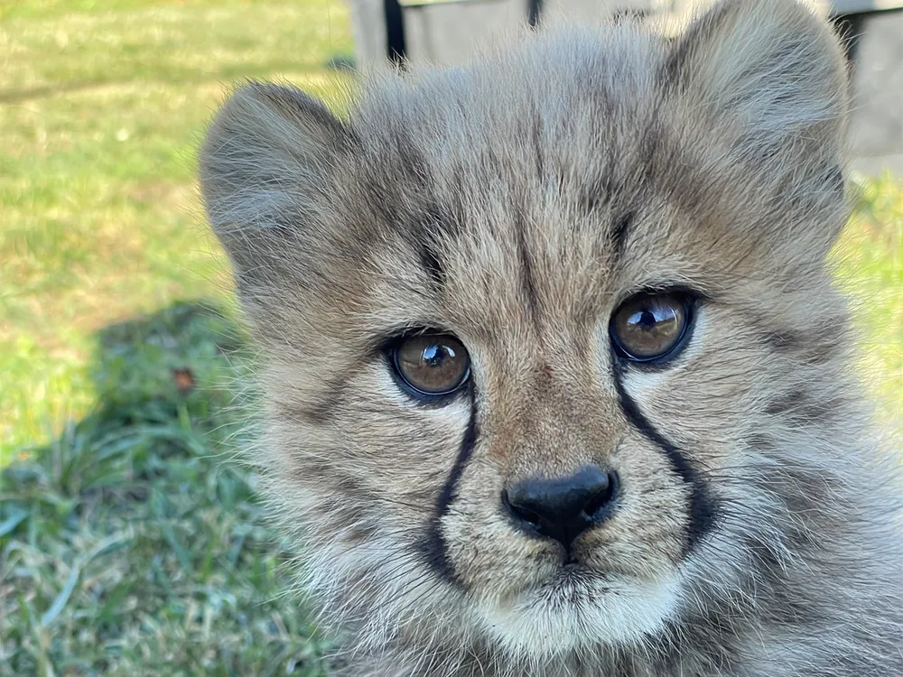 How Genomic Science Solved a Cheetah Cub Paternity Mystery ...