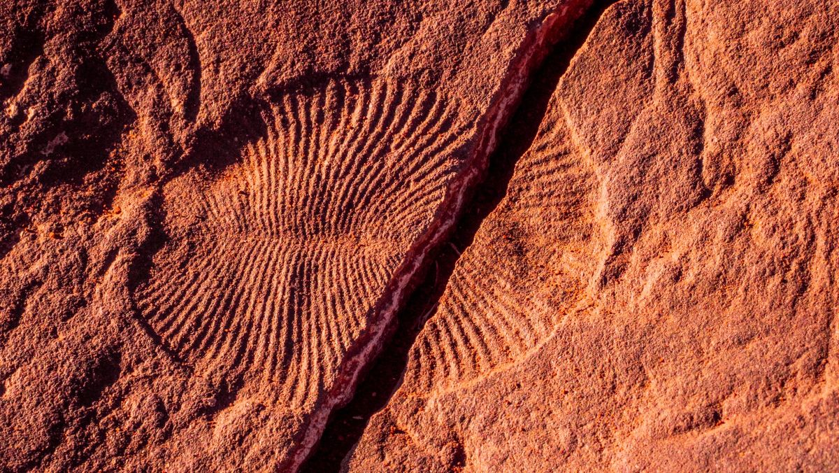 The World's Newest National Park Protects 550-Million-Year-Old Fossils ...