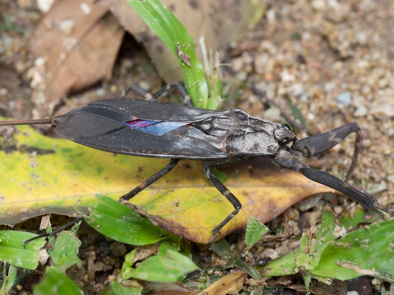 Thai mantis | Smithsonian Photo Contest | Smithsonian Magazine
