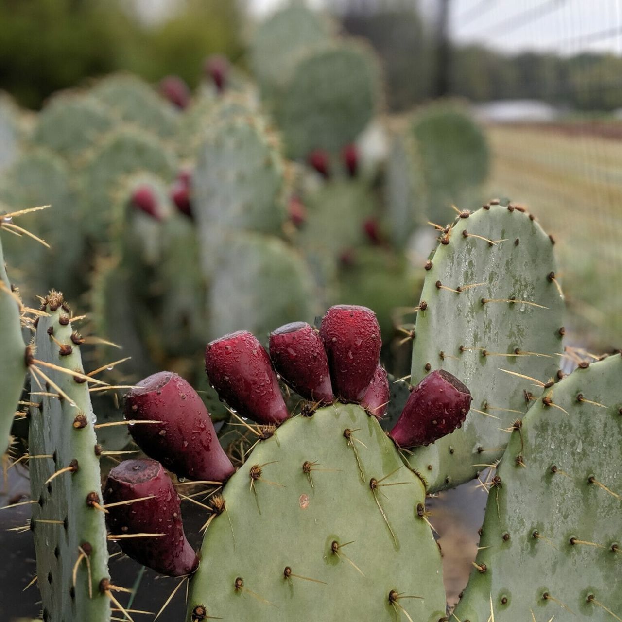 cactus fruit