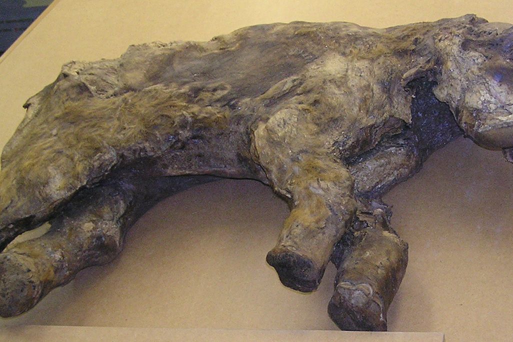 mummified dinosaur