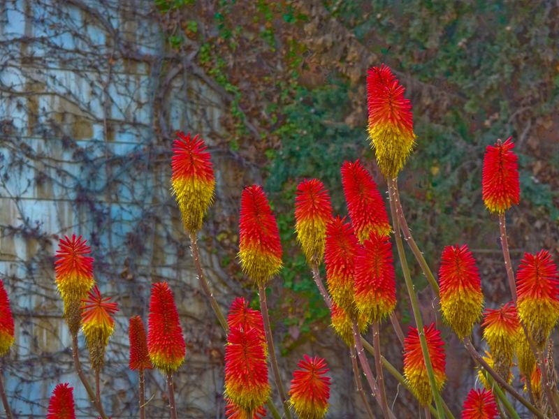 Flowers in Jerusalem | Smithsonian Photo Contest | Smithsonian Magazine