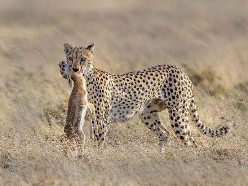 Cheetah with prey | Smithsonian Photo Contest | Smithsonian Magazine