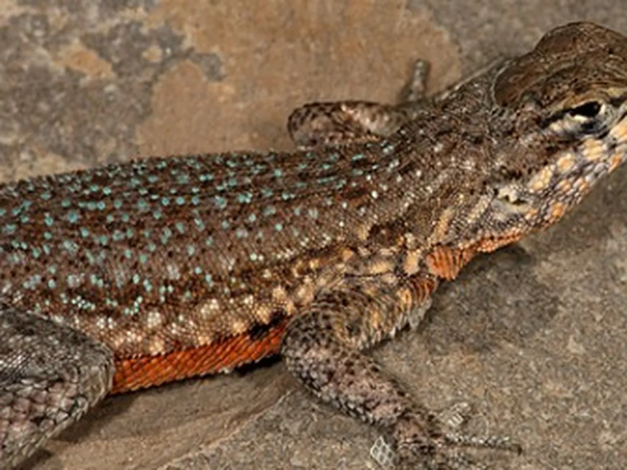 Rock Paper Lizard Patio Jungle