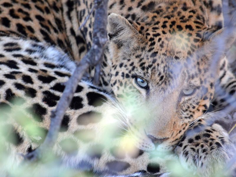 Leopard in Namibia | Smithsonian Photo Contest | Smithsonian Magazine