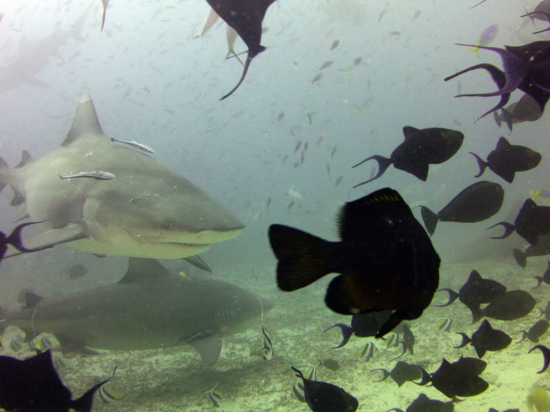 Bite marks | Smithsonian Photo Contest | Smithsonian Magazine