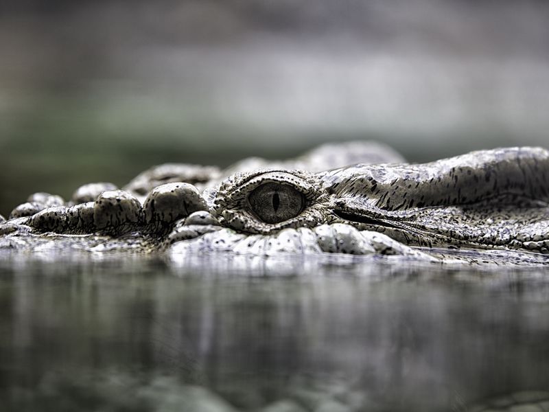 Eye of the Croc | Smithsonian Photo Contest | Smithsonian Magazine