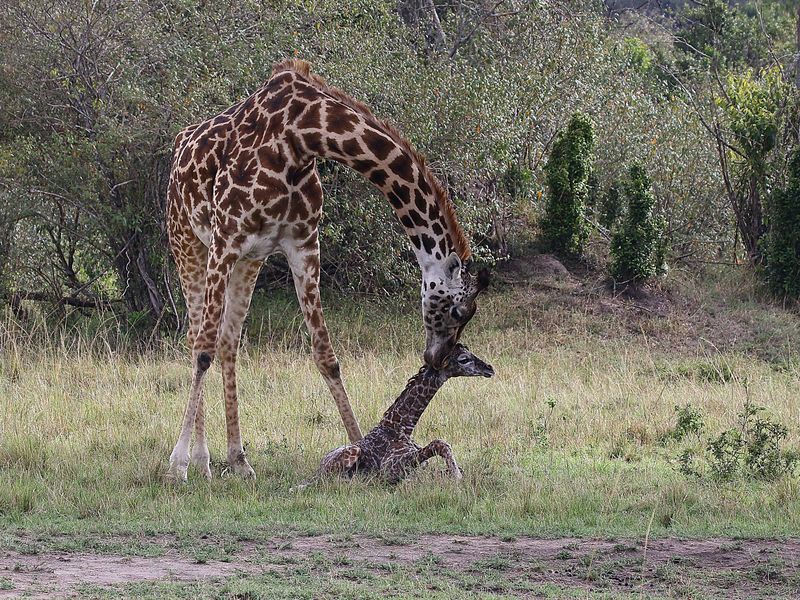 Giraffe baby being born while on safari in Masai Mara | Smithsonian ...