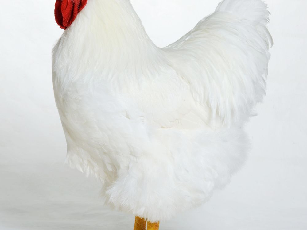 Mike the Chicken Lived for 18 Months Without a Head