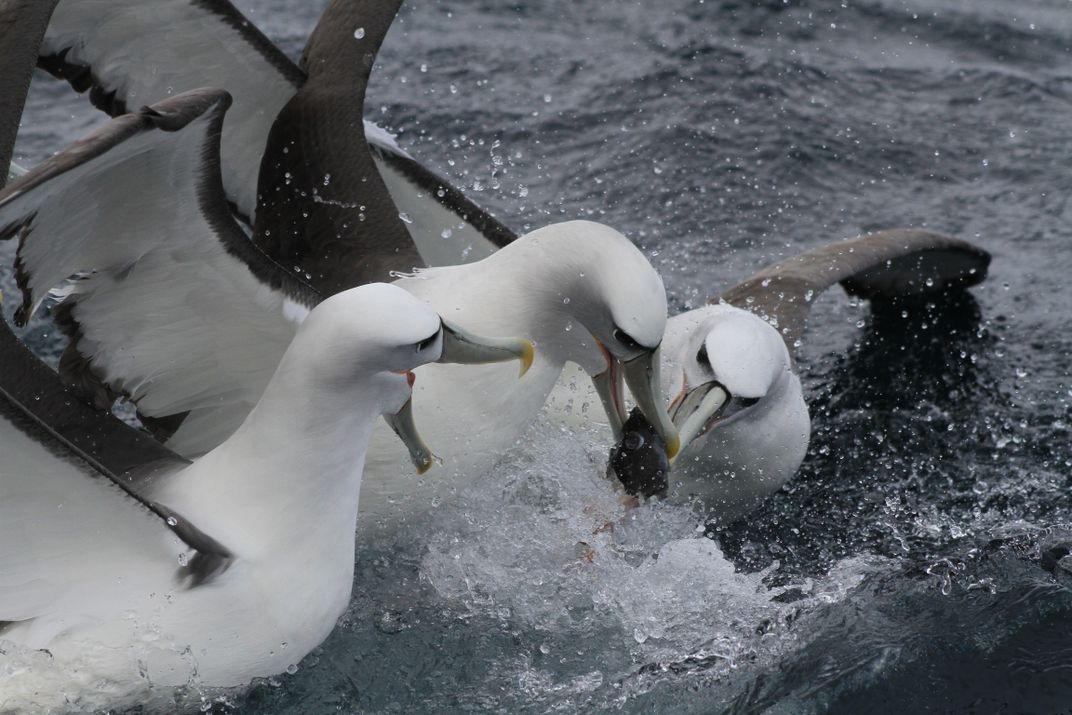 Albatross fighting over fish off the coast of New Zealand | Smithsonian ...