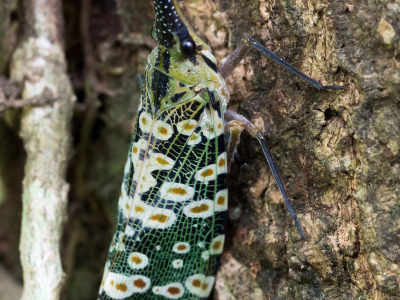 Canthigaster cicada | Smithsonian Photo Contest | Smithsonian Magazine