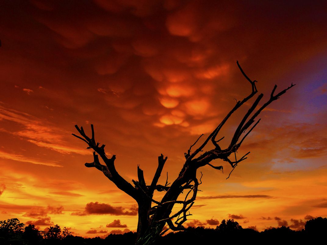 Beautiful sky with dead tree | Smithsonian Photo Contest | Smithsonian ...