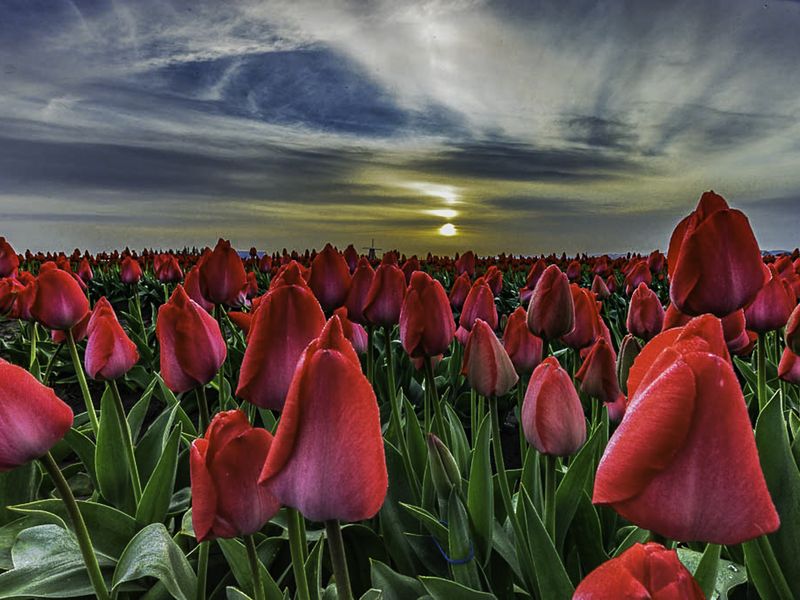 Tulip Sunrise | Smithsonian Photo Contest | Smithsonian Magazine