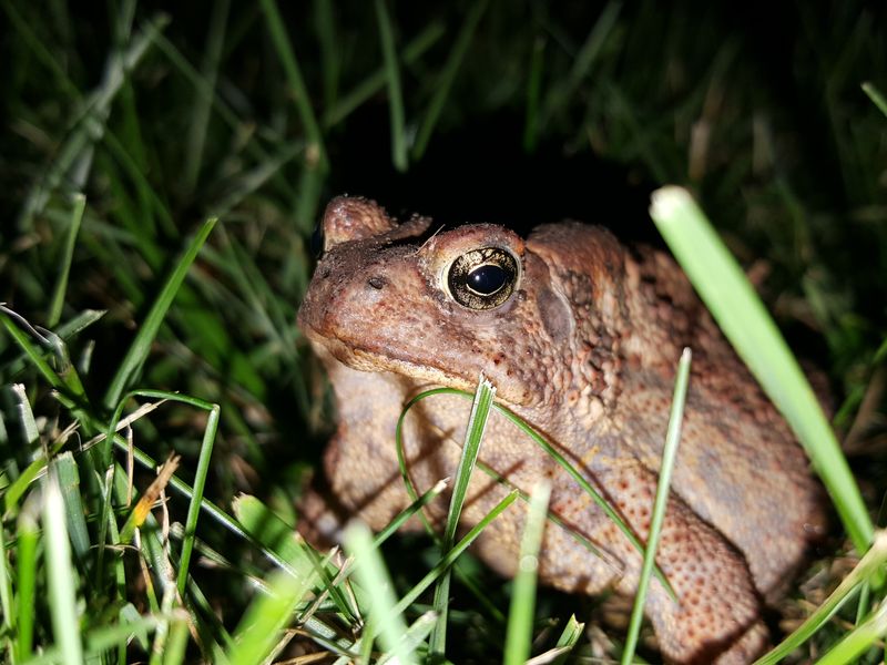 An American toad relaxing in the grass by a college dorm. | Smithsonian ...