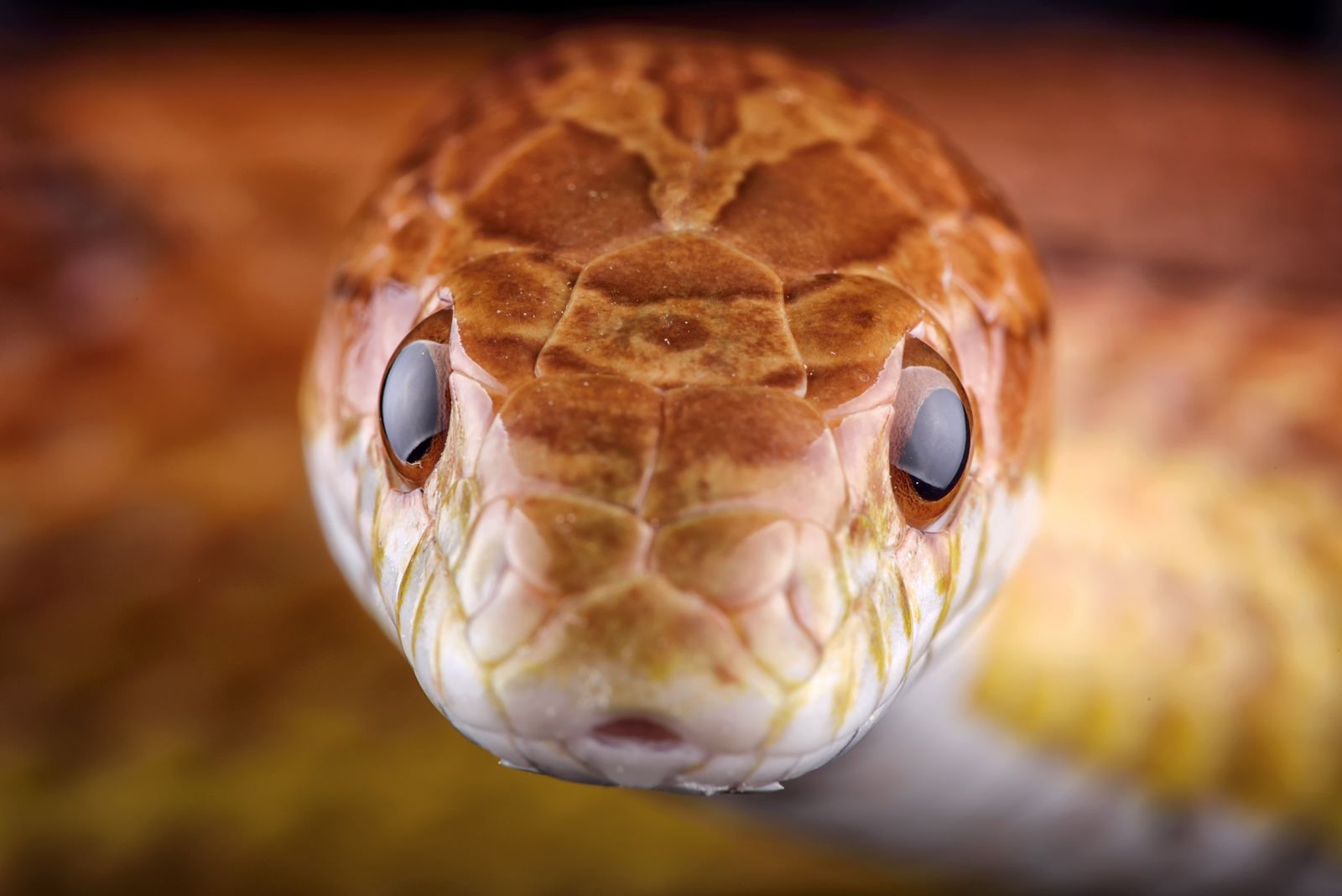 In Microgravity, Some Snakes Tie Themselves in Knots, Others Attack ...