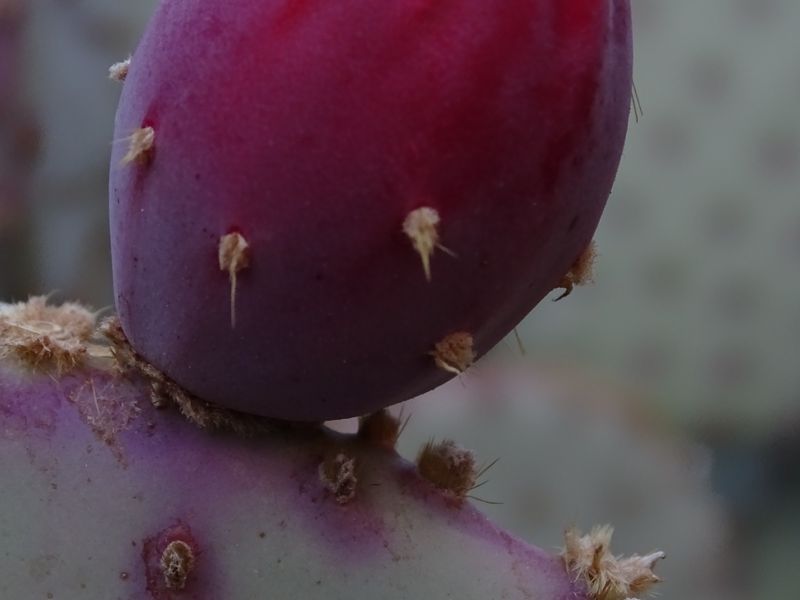 Prickly Pear | Smithsonian Photo Contest | Smithsonian Magazine