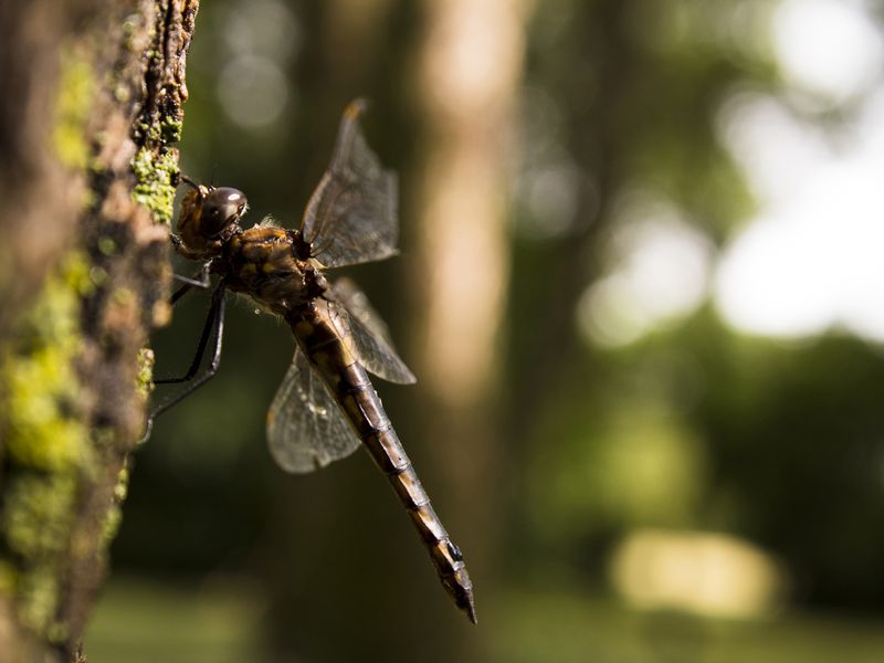A dragonfly, unable to fly after a summer storm | Smithsonian Photo ...
