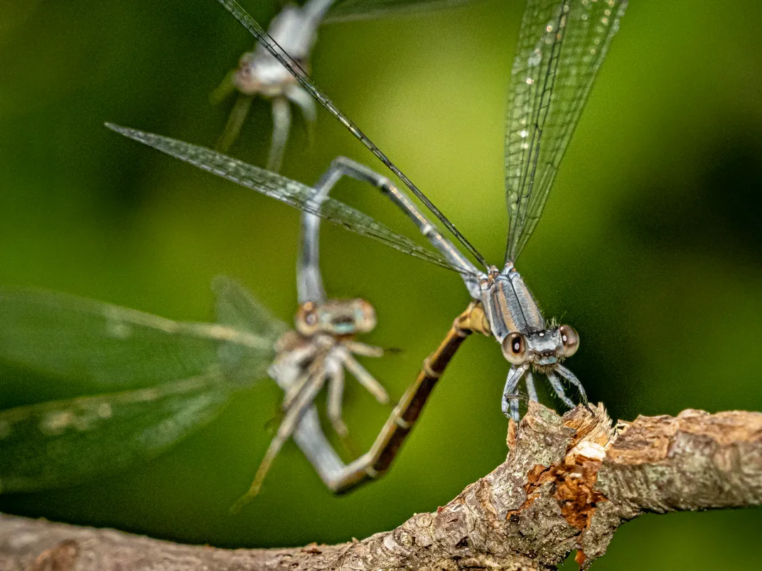 Damselfly mating by the Delaware River | Smithsonian Photo Contest ...