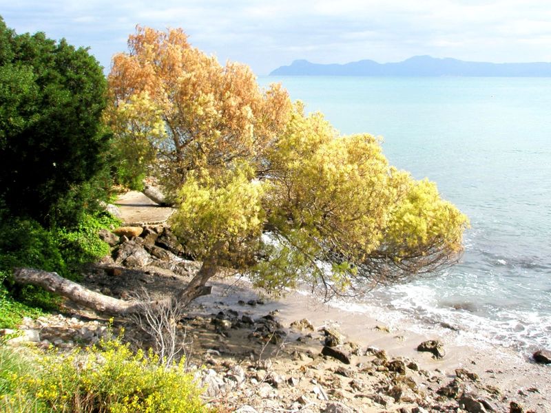 The tree that grows by the sea | Smithsonian Photo Contest ...