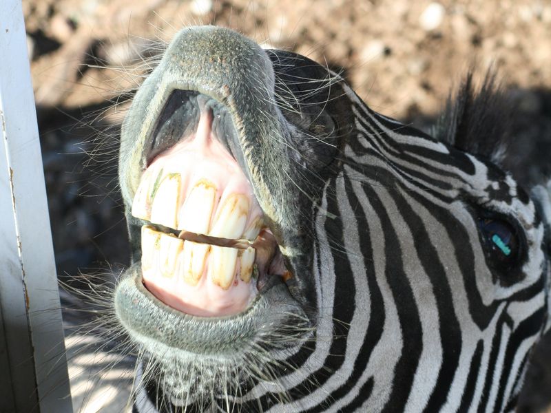 Smiling Zebra | Smithsonian Photo Contest | Smithsonian Magazine