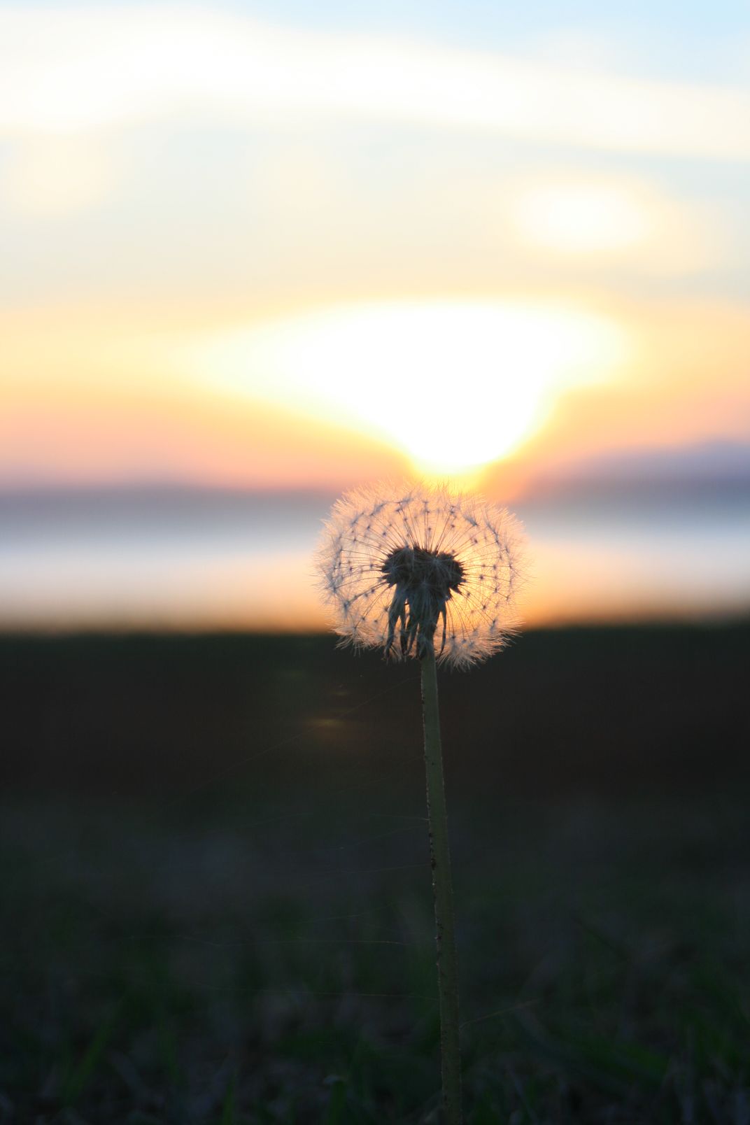 Dandelion sunset | Smithsonian Photo Contest | Smithsonian Magazine