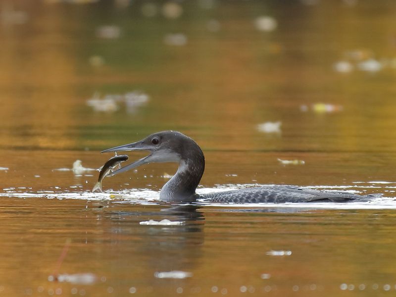Juvenile Loon catching breakfast | Smithsonian Photo Contest ...