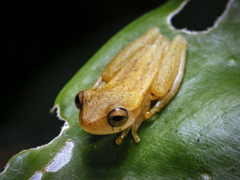 Small Headed Tree Frog on Leaf | Smithsonian Photo Contest ...