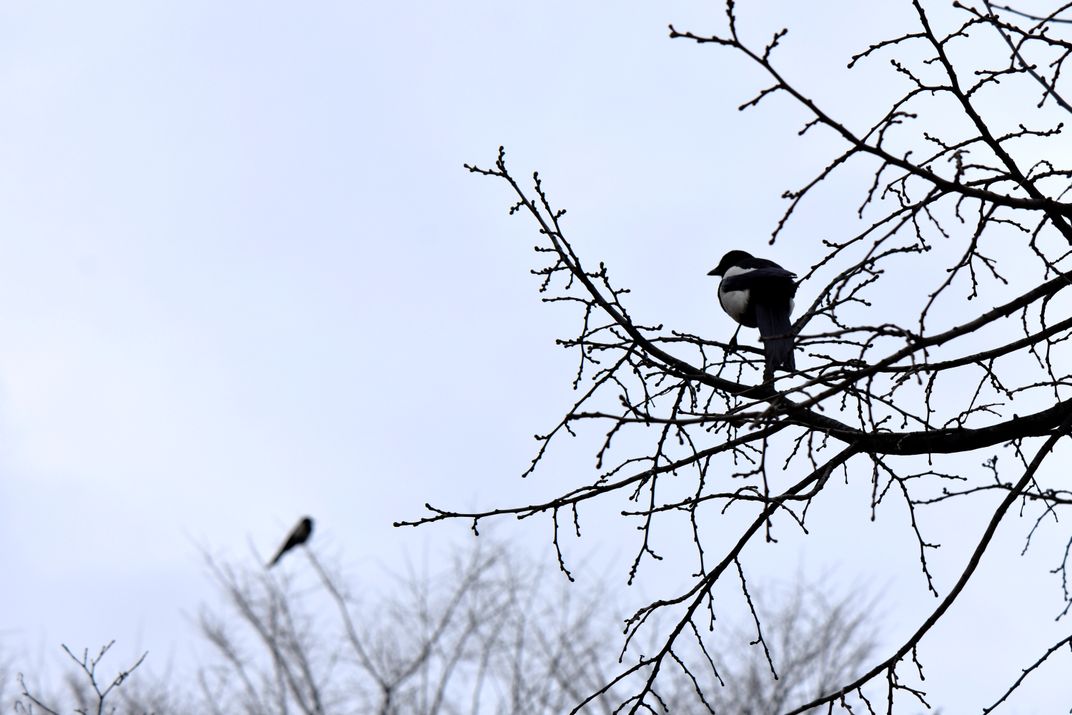 Moment Before Magpie Flight | Smithsonian Photo Contest | Smithsonian ...