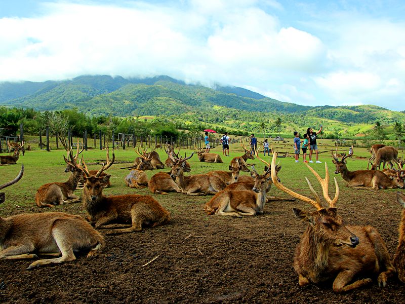 Deer Farm | Smithsonian Photo Contest | Smithsonian Magazine