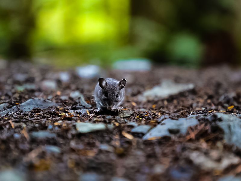 The Mouse | Smithsonian Photo Contest | Smithsonian Magazine