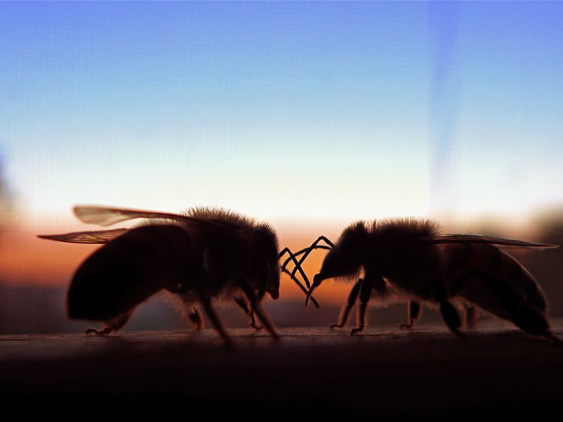 Honey bees engaging in trophallaxis on a windowsill in Jerome, AZ ...