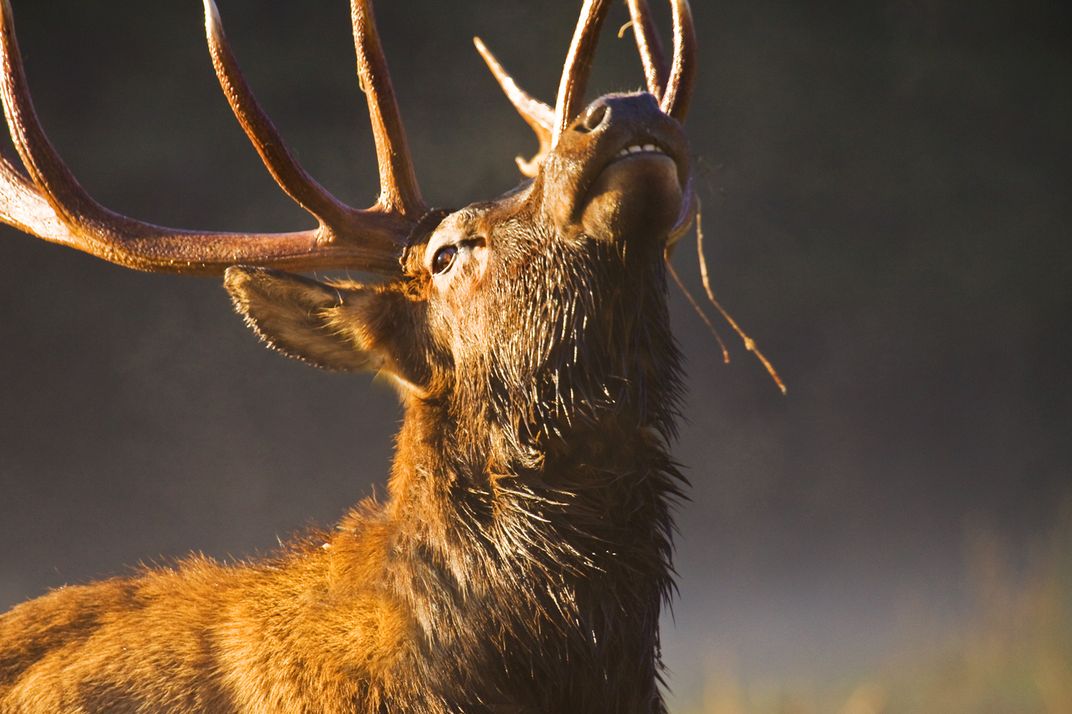 Elk bugling in the meadow just after sunrise | Smithsonian Photo ...