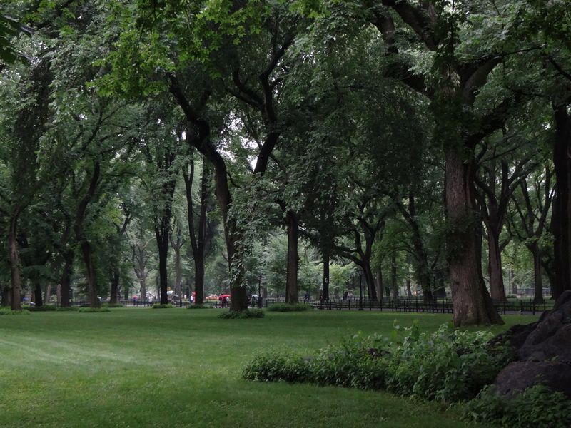 Trees of Central Park | Smithsonian Photo Contest | Smithsonian Magazine