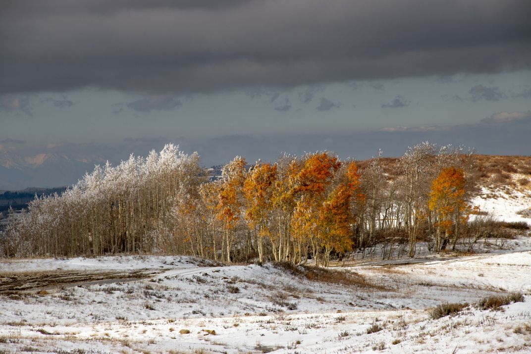 Frozen fall colors | Smithsonian Photo Contest | Smithsonian Magazine