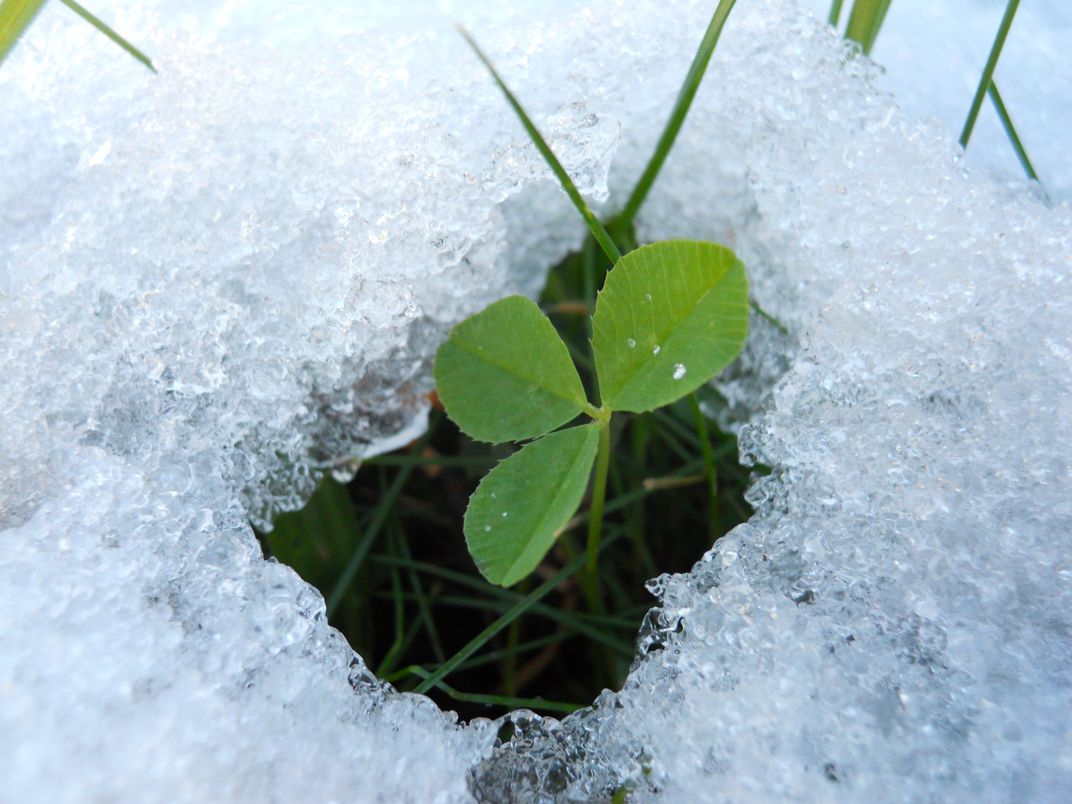 A green clover poking through the snow. | Smithsonian Photo Contest ...