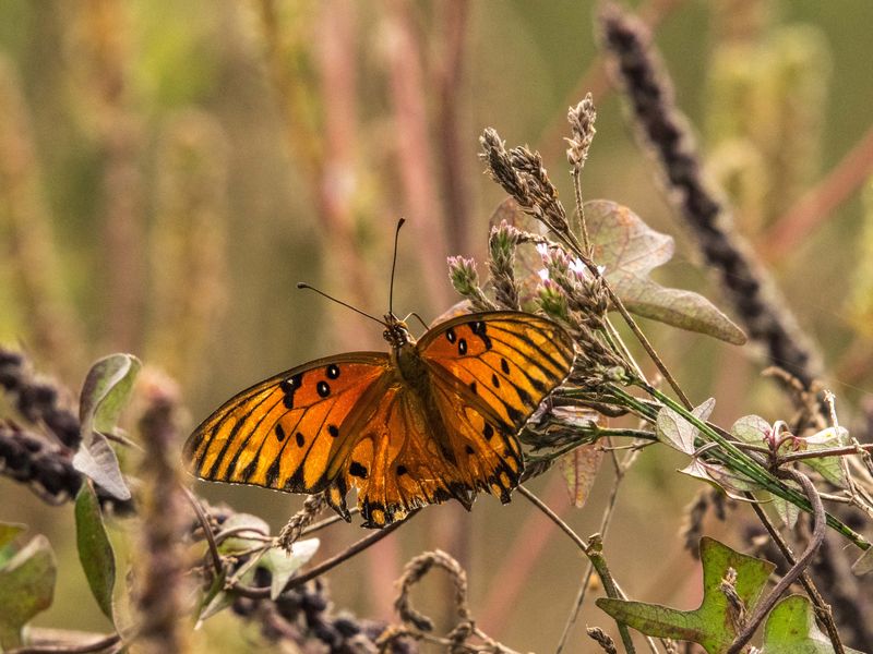 Fall Butterfly | Smithsonian Photo Contest | Smithsonian Magazine