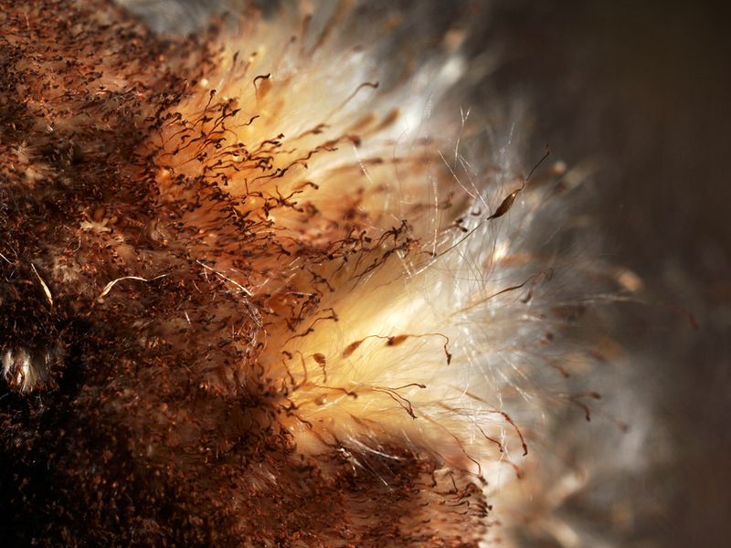 Cattail seed fluff in October. | Smithsonian Photo Contest ...