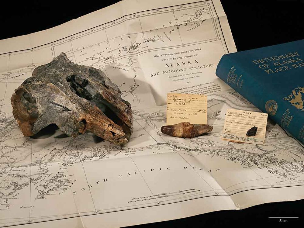 Smithsonian Researchers Uncover Extinct, Ancient River Dolphin Fossil ...