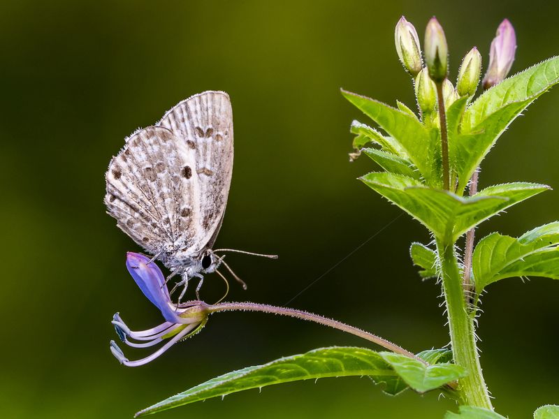 Butterfiy | Smithsonian Photo Contest | Smithsonian Magazine