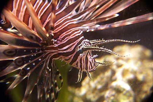 atlantic lionfish